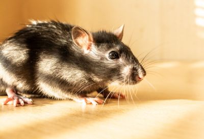 Expert Rodent Removal Services for Safe, Pest-Free Homes
